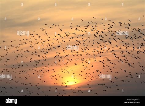 Flocking Behavior In Birds Hi Res Stock Photography And Images Alamy
