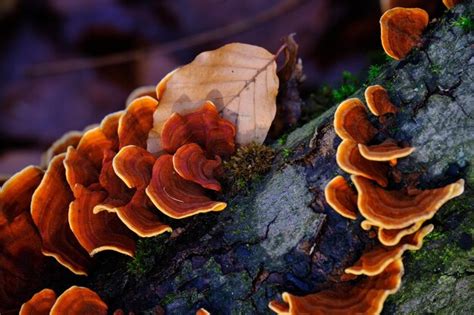 Premium Photo Closeup Of Fungus Growing On Tree Trunk