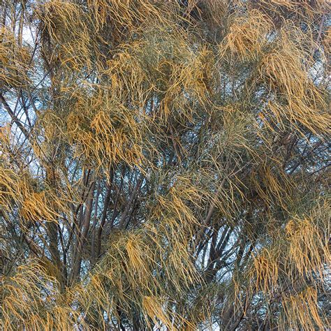 Casuarina Cellular Extract Native Extracts