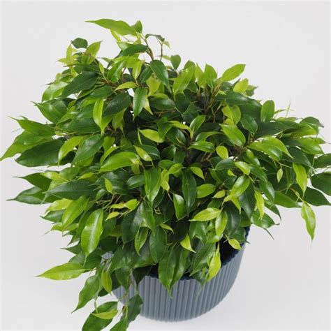 Ficus Benjamina ‘green Kinky Pokojky Plantiziacz