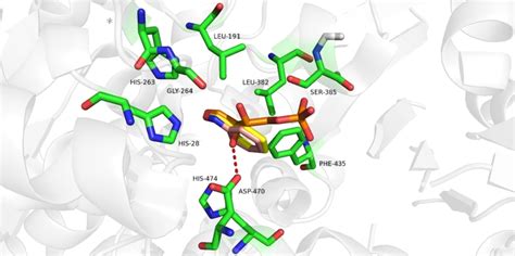 Model Of The Acceptor‐binding Pocket Employing The X‐ray Crystal