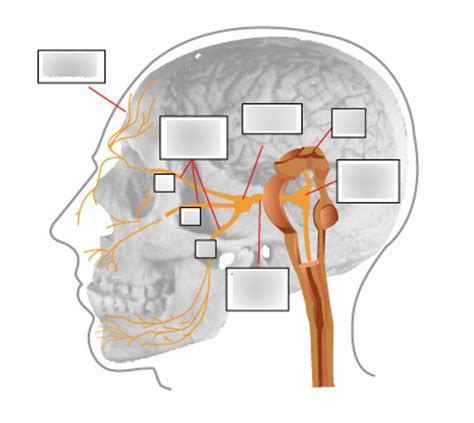 Diagram Of Trigeminal Nerve Route Quizlet Diagram Of Trigeminal Nerve Route Quizlet