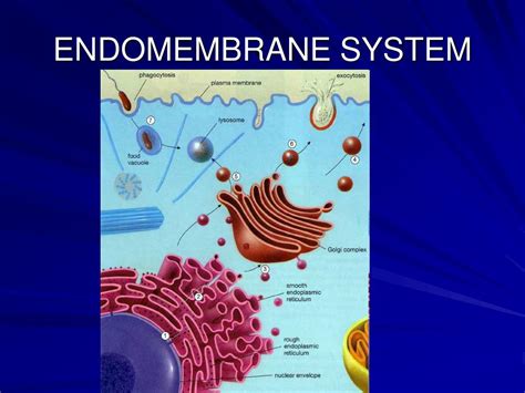 Ppt Parts Of Prokaryotic And Eukaryotic Cells Powerpoint Presentation Id 1790795