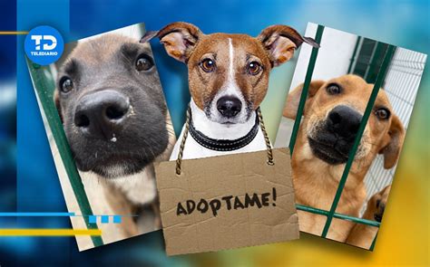 Puebla Abre Refugio Para Perros Habrá Adopciones Telediario México