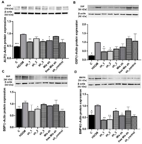 Down Regulation Of Runx2 Expression By C60 Pei Shrna Runx2 Plasmids Download Scientific Diagram