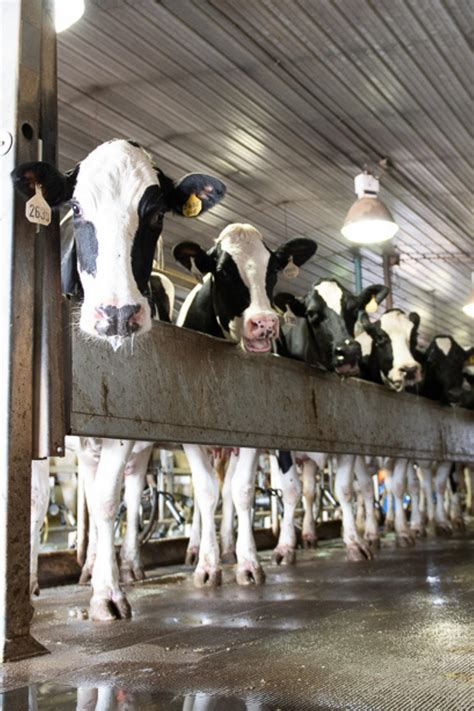 Dairy Sustainability Faqs Midwest Dairy