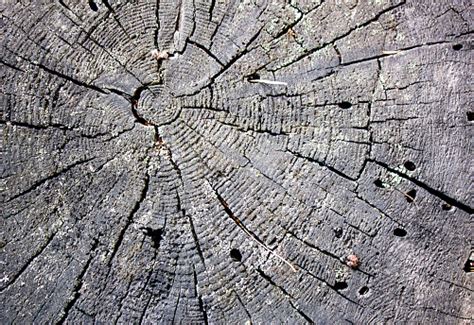 오래된 마른 그루터기 질감 배경 오래된 썩은 그루터기 정통 말린 금이 간 나무 0명에 대한 스톡 사진 및 기타 이미지 0명 갈색 건조한 Istock