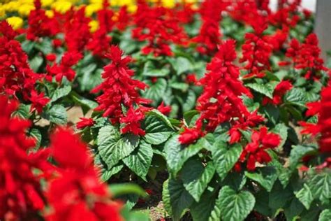 15 Companion Plants For Russian Sage And Two Plants To Avoid Plant America