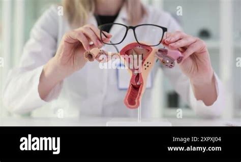 Uterus Structure Stock Videos And Footage Hd And 4k Video Clips Alamy