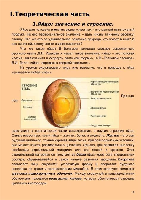 Состав куриного яйца: строение и химический состав