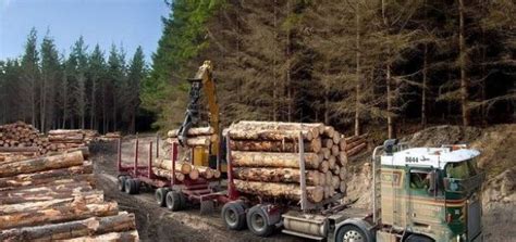 Export Log Prices In New Zealand Have Weakened In July