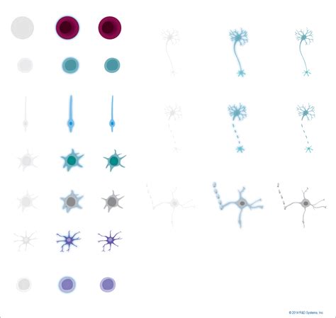 Neural Stem Cells And Lineage Specific Markers Pathway Randd Systems