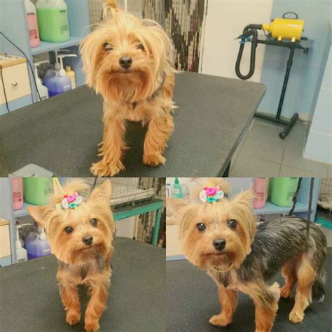 How To Groom A Yorkie Grooming A Yorkshire Terrier Yorkie Life