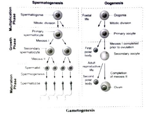 Spermatogenesis And Oogenesis Diagram