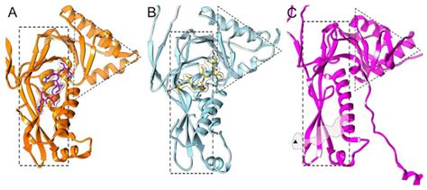Binding Pockets For The Targeting Peptide That Directs Protein Cargo Download Scientific