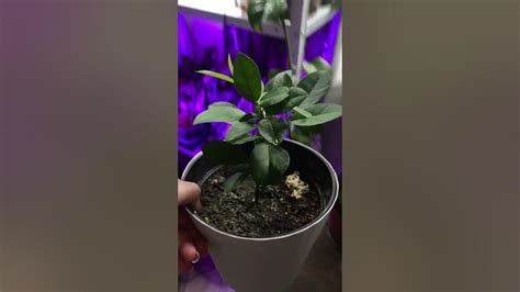 Лимон вдома Youtube