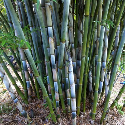 Bambusa Chungii Tropical Blue Clumping Bamboo Plant Delivery