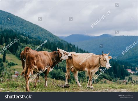 Two Funny Spotted Cows Playing Sex Stock Photo 1397601701 Shutterstock
