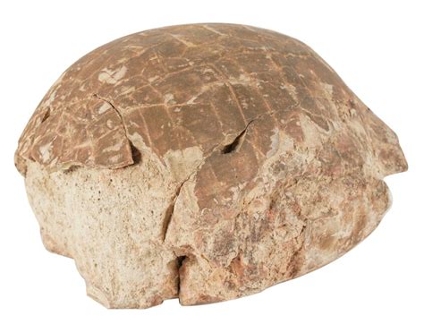 Lot Fossilized Tortoise Shell