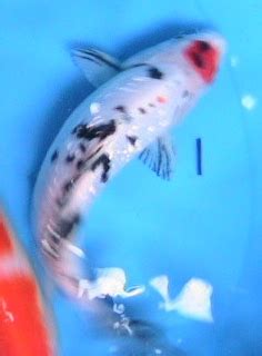 Koi Carp Collection The Healthy Koi Koi Sexing