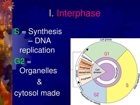 Cell Growth And Division Ppt Download