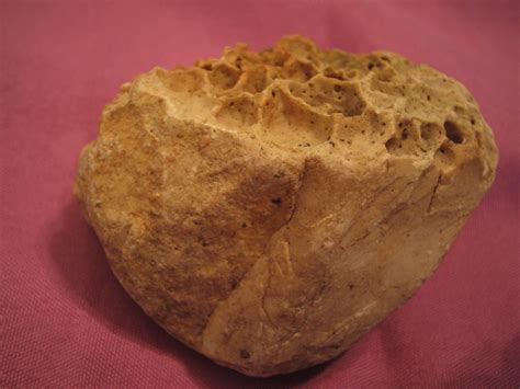 Sponge Fossil ID The Fossil Forum Sponge Fossil ID The Fossil Forum