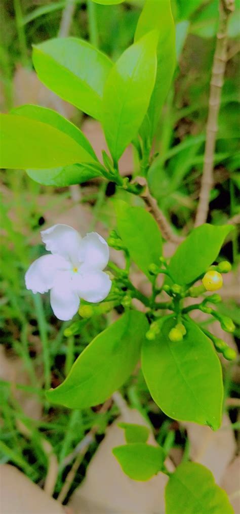 फूल का नया बैकग्राउंड