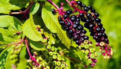 Elderberry Look Alikes Plus Common Elderberry Varieties