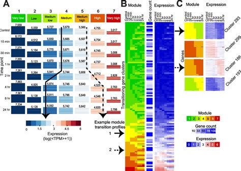 Transcriptome Dynamics In Response To Lcos A Escarole Results For Download Scientific Diagram