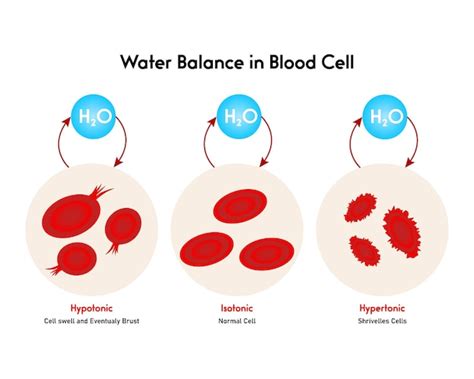 Isotonic Solution Diagram