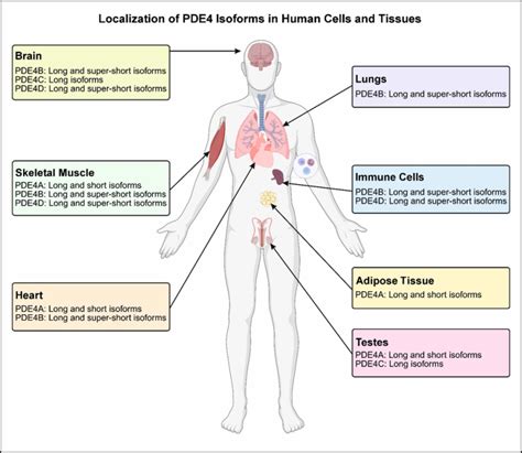 A Comprehensive Review Of Phosphodiesterase 4b Functions Structure Disease Association