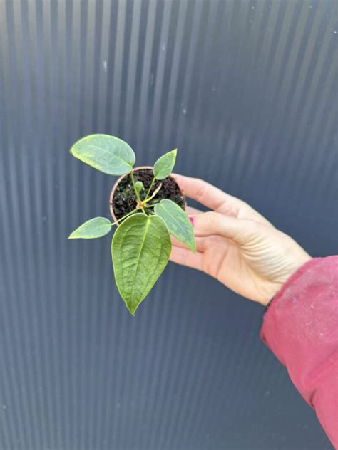 Anthurium Peltigerum Maluszek Centrum Ogrodnicze Silesia