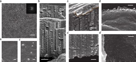 Patterning Of Go With Mid To Low Electronic Stopping Power Ions A Tem