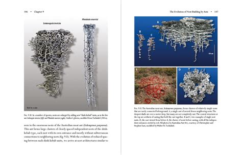 Book Review Ant Architecture The Wonder Beauty And Science Of