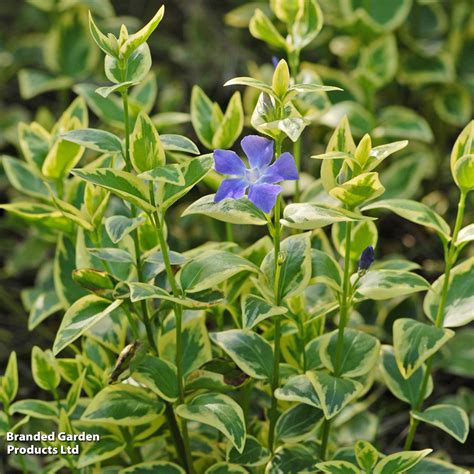 Variegated Vinca 10 Bare Root Plants Variegata Big Leaf 24 X