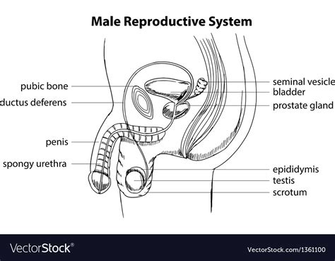 Diagram Of Male Reproductive System Ful Draw A Labeled Diagr