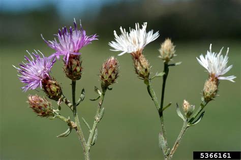 Diffuse Knapweed Centaurea Diffusa Lam Diffuse Knapweed Centaurea Diffusa Lam