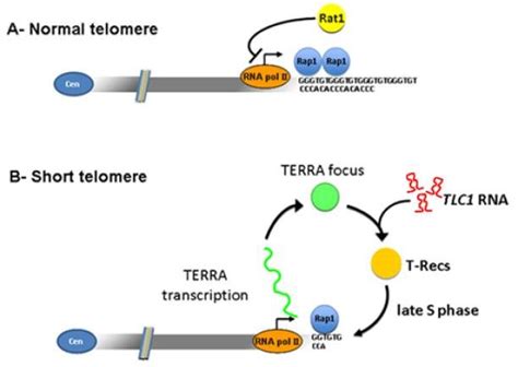 1 Model Of Yeast Terra Function In Normal Growth Conditions A Normal