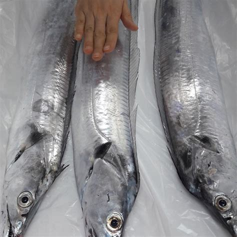 맛객 맛객 금일 입고 제주산 은갈치 고등어 횟감 입니다 맛객 정왕동맛객 정왕동 시흥