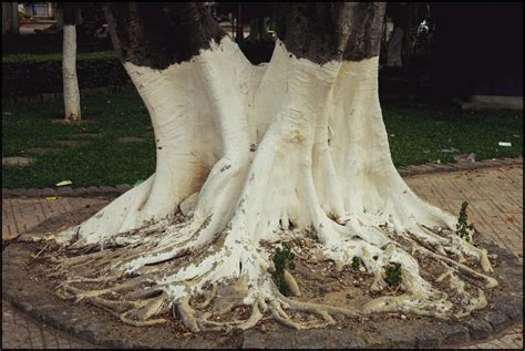 7 Types Of Trees With White Bark Dengarden