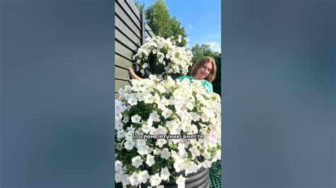 КАК СЕЯТЬ ПЕТУНИЮ ИЗ СЕМЯН НА РАССАДУ ЧТОБЫ ПОЛУЧИТЬ 100 ВСХОДЫ Youtube