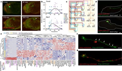 Integration Of Transcriptome Maps And Synaptome Neuronal Circuits A