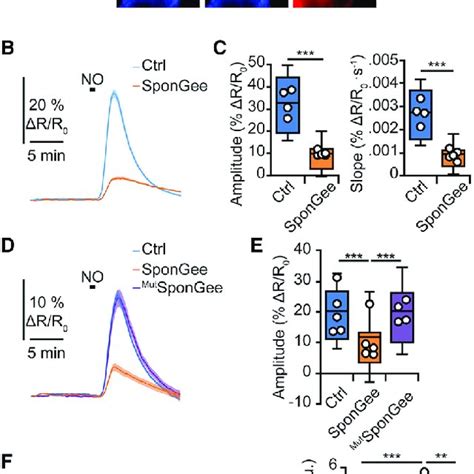 Spatiotemporal Dynamics Of Camp During Neuronal Polarization And Download Scientific Diagram