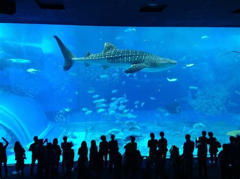 14 Largest Aquariums In The World