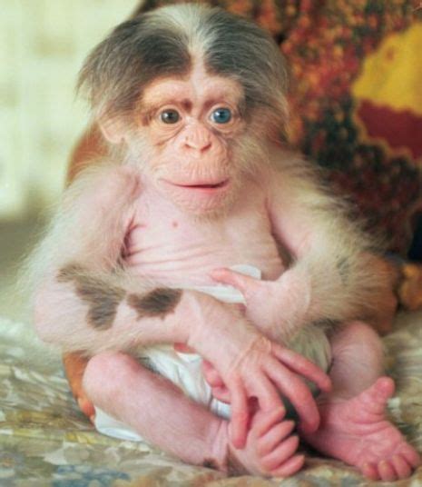 Albino Animals Freeones Forum The Free Munity