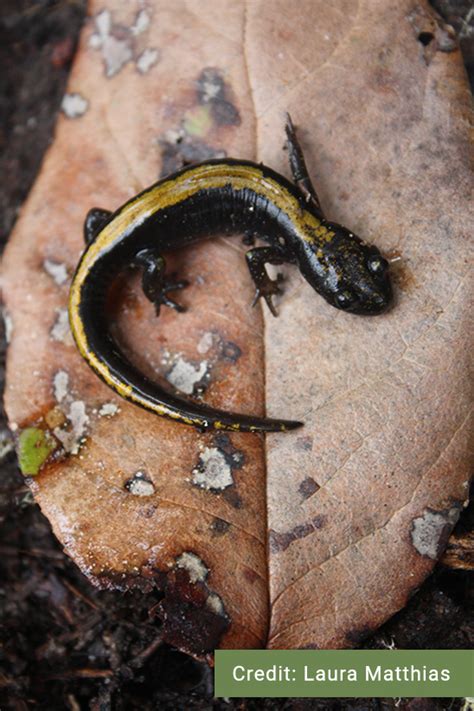 Coeur Dalene Salamander B C Reptiles And Amphibians