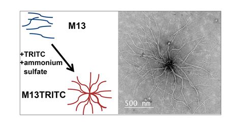 Dye Aggregate Mediated Self Assembly Of Bacteriophage Bioconjugates Bioconjugate Chemistry