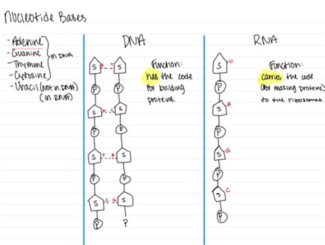 Chapters Lecture Study Flashcards Quizlet