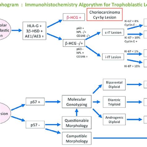 graphic representation of immunohistochemical algorithm used in