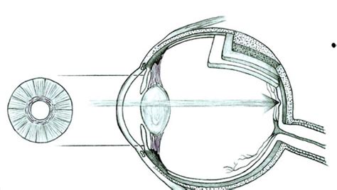 Neuro Visual System Flashcards Quizlet